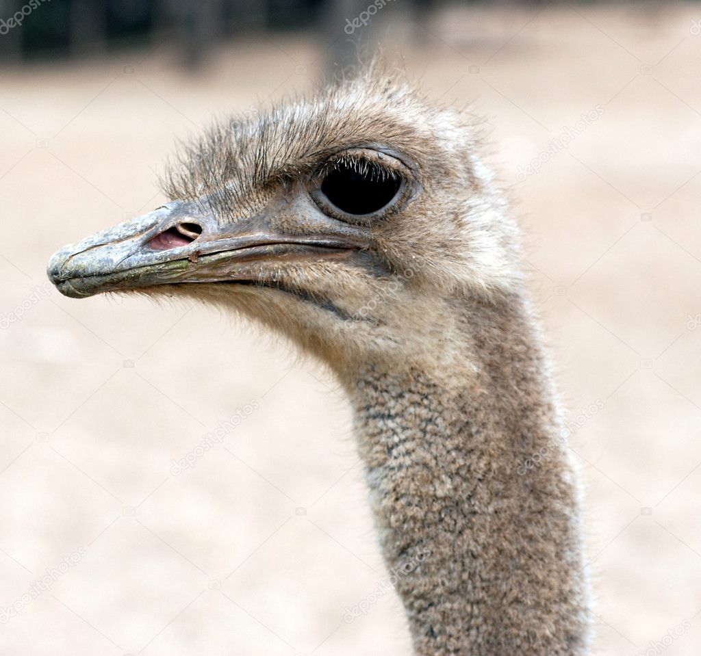 Ostrich portrait Stock Photo by ©Alperium 1887766