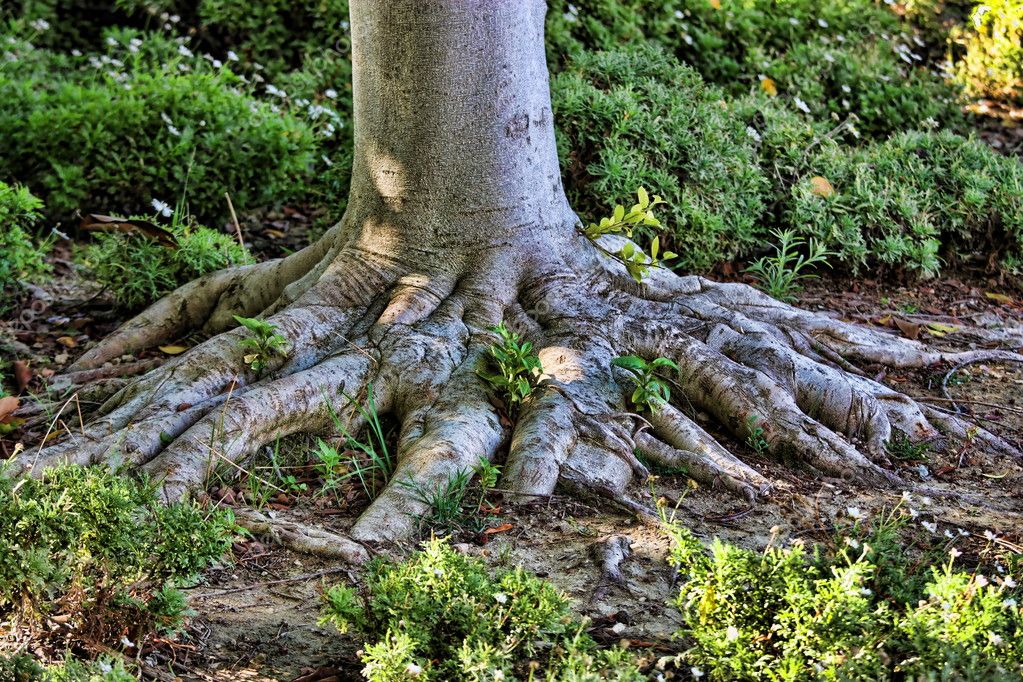 Tree roots Stock Photo by ©kalnenko 1137881