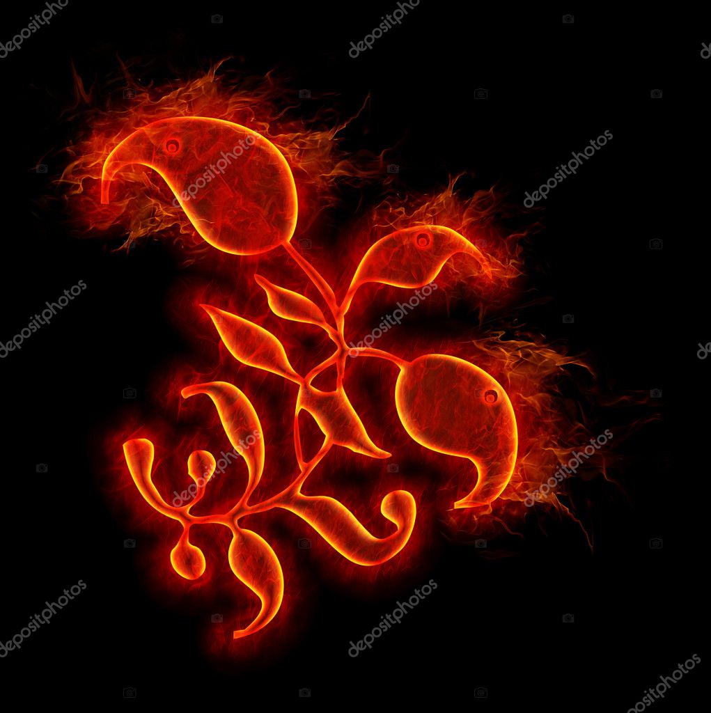 Fire flower isolated on black Stock Photo by ©silverkblack 1450910