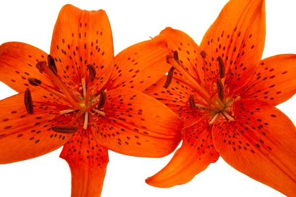 Red tiger lily — Stock Photo © sosha333 #1179069