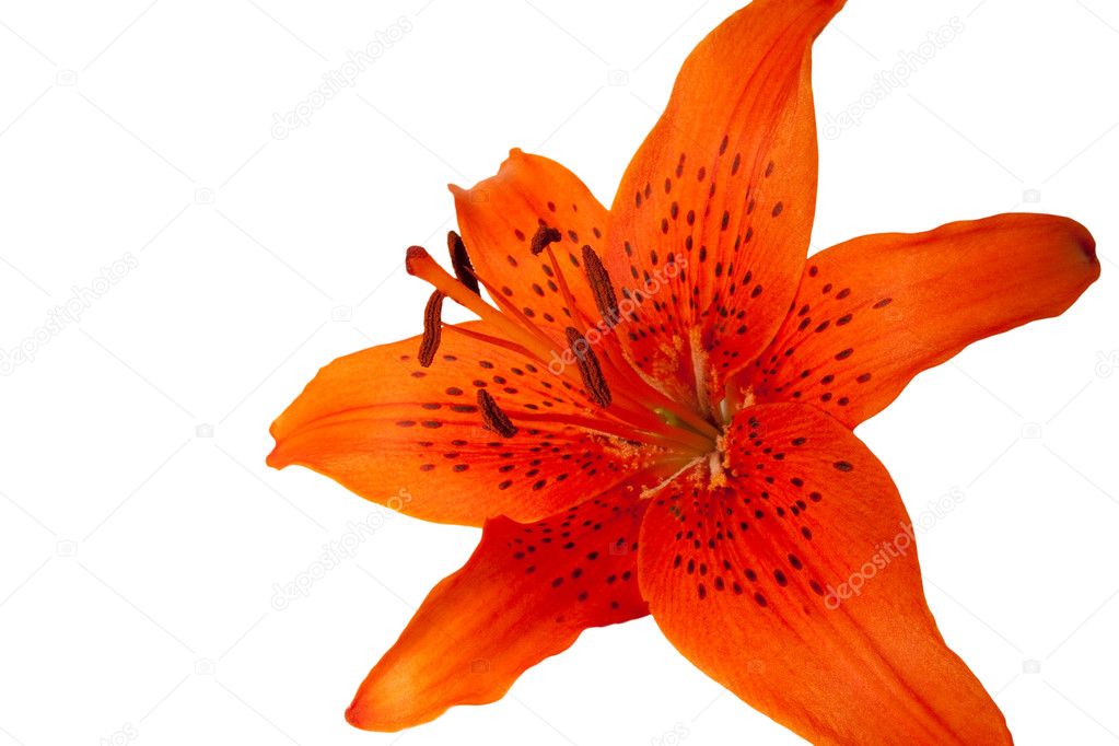Red tiger lily — Stock Photo © sosha333 #1179069
