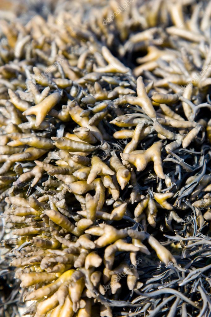 Brown atlantic seaweed close-up — Stock Photo © rihardzz #1290072