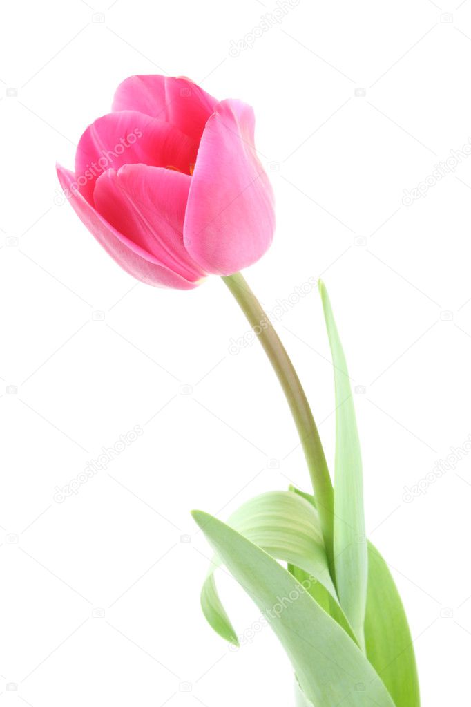 Pink tulip Stock Photo by ©ksenish 2539313