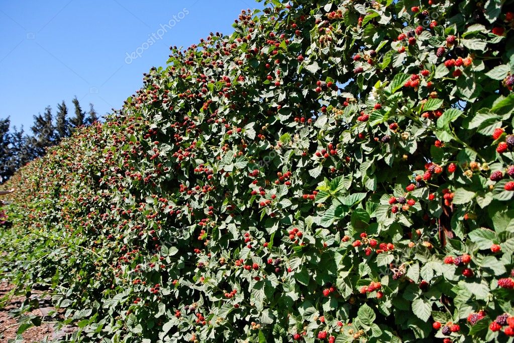 cultivo de Mora en los arbustos de summ — Foto stock © slavapolo #1184454