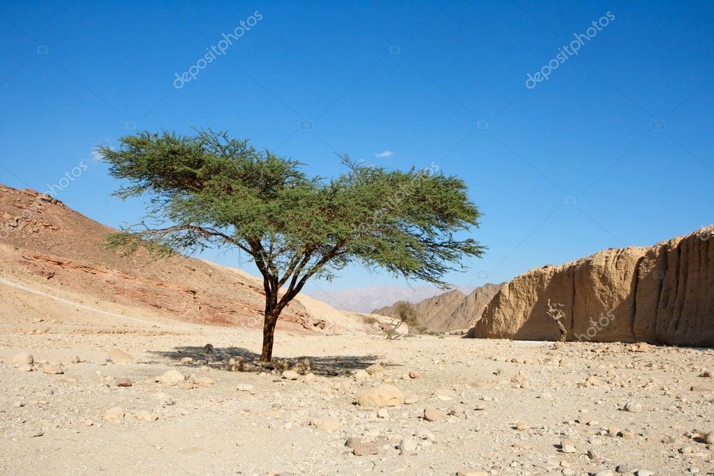 Árbol de acacia en el desierto: fotografía de stock © slavapolo ...