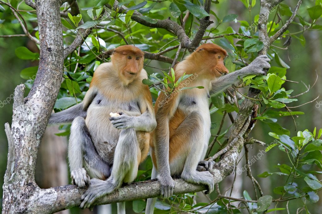 Proboscis monkeys Stock Photo by ©kjorgen 1159953