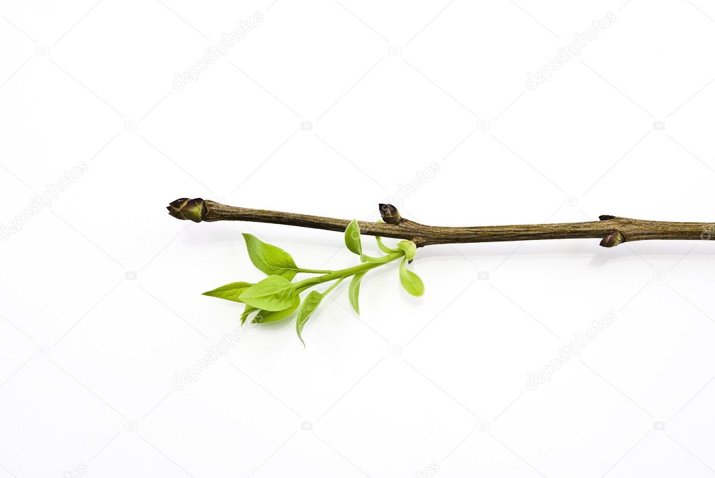 Branch tree — Stock Photo © Alexan66 #1566494