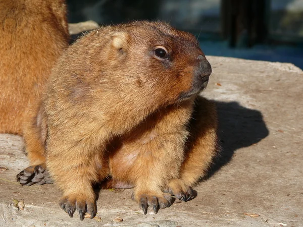 359 Beavers animals Pictures, Beavers animals Stock Photos & Images ...