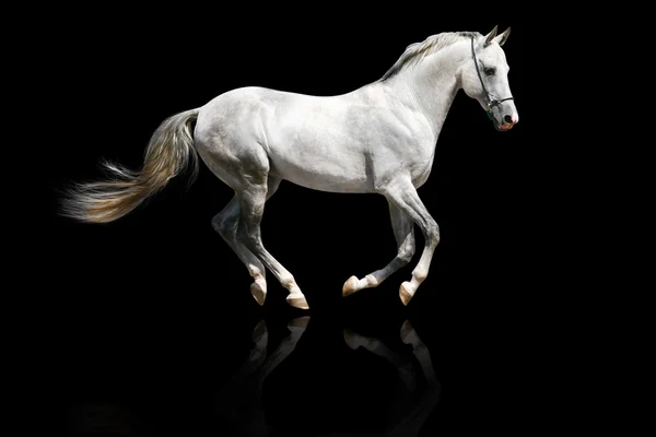 Silver horse Stock Photos, Royalty Free Silver horse Images ...