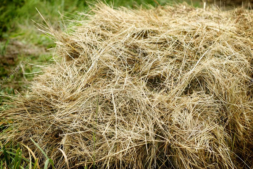 Hay stack Stock Photo by ©mari_art 1232278
