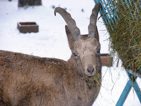 Animales de ucrania Stock Photos, Royalty Free Animales de ucrania ...