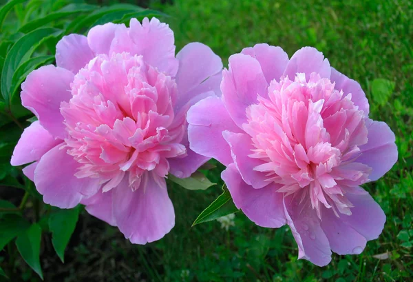 Peony Stock Photos, Royalty Free Peony Images | Depositphotos