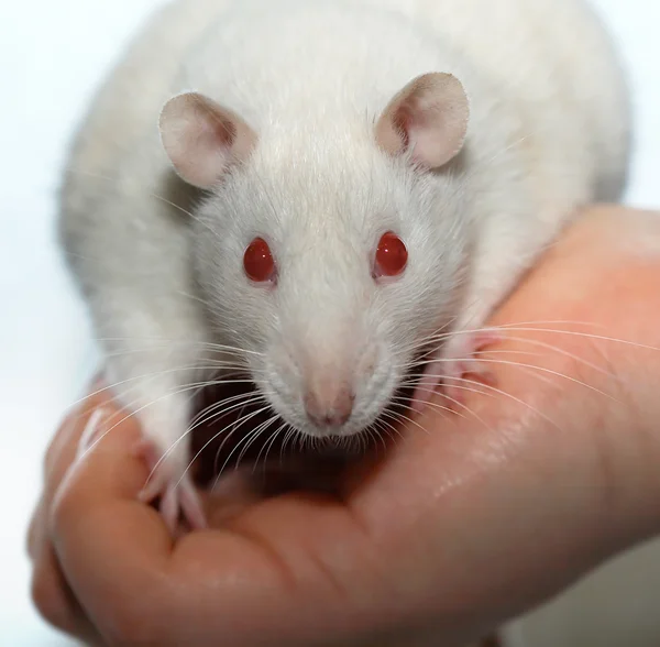 ᐈ Baby albino rats stock pictures, Royalty Free lab rat photos ...