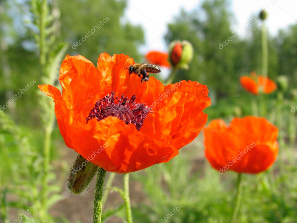 Poppy and the bee Stock Photo by ©zastavkin 1342719
