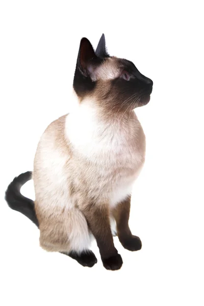Siamese cat — Stock Photo © kovalvs #1196508