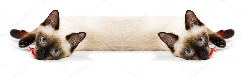 Siamese twins Stock Photos, Royalty Free Siamese twins Images ...