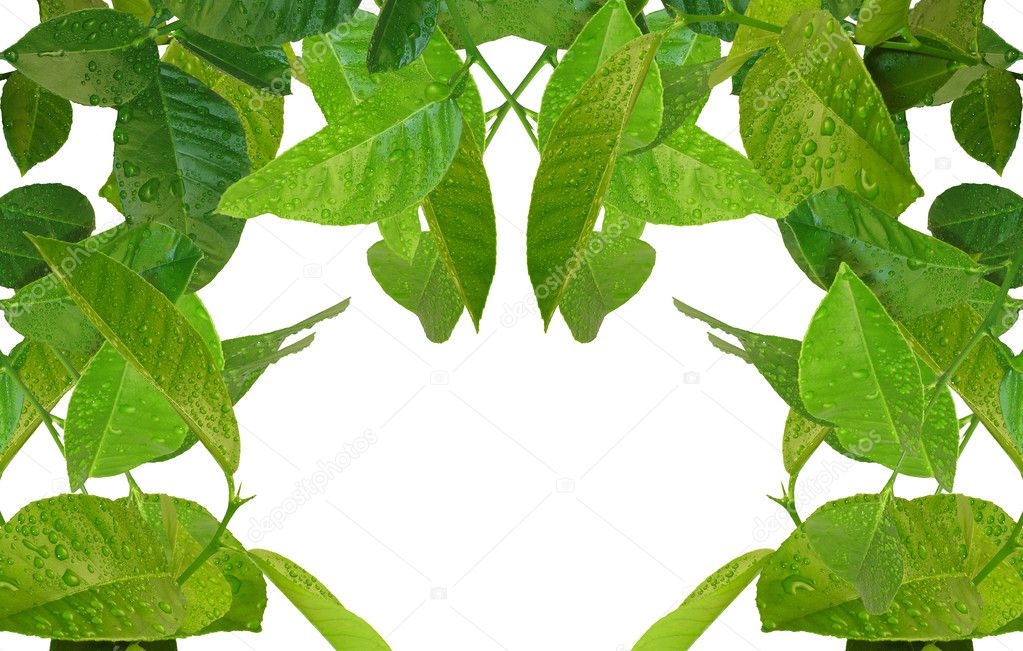 Beautiful young lemon tree with water dr Stock Photo by ©vkraskouski ...