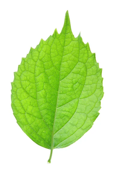 One leaf Stock Photos, Royalty Free One leaf Images | Depositphotos®
