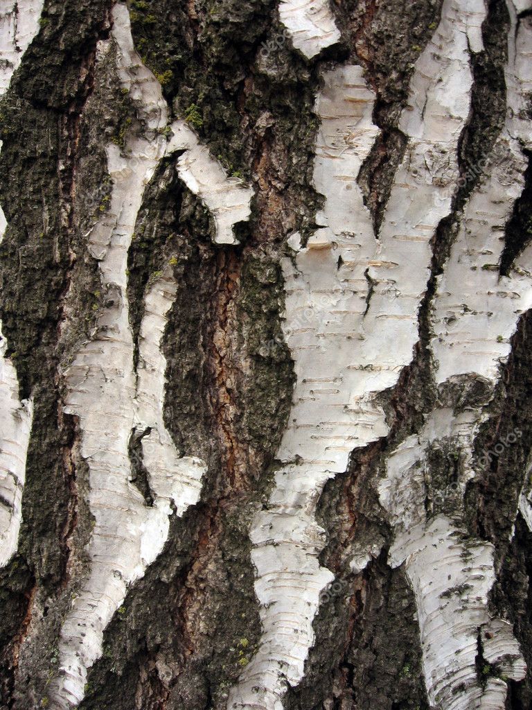 birkenrinde — Stockfoto © nataly0288dp #1281566