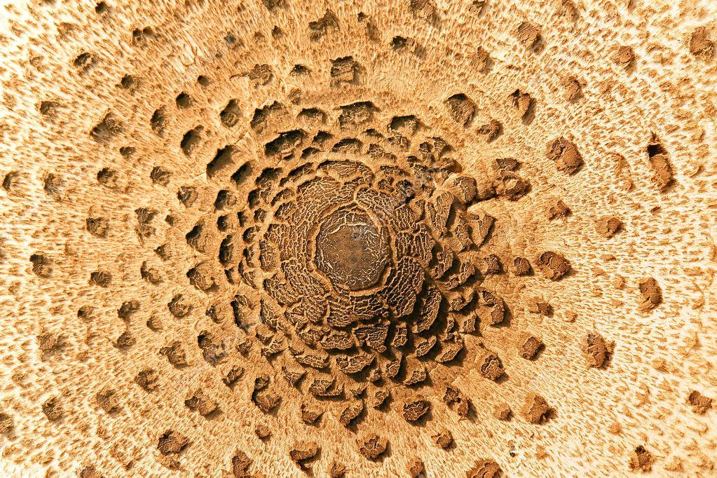 Mushroom texture — Stock Photo #1227149