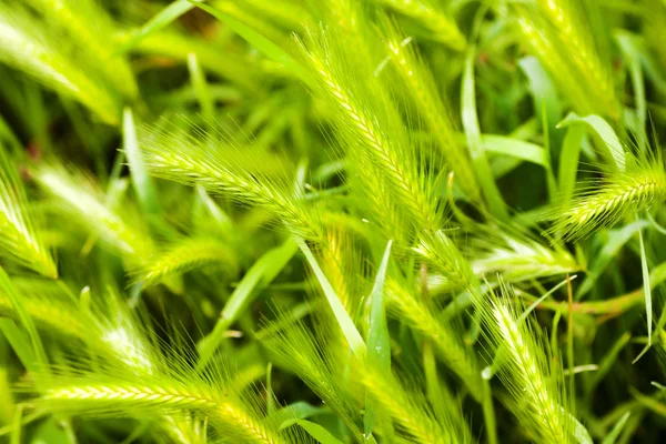 Pastel green grass Pictures, Pastel green grass Stock Photos & Images ...