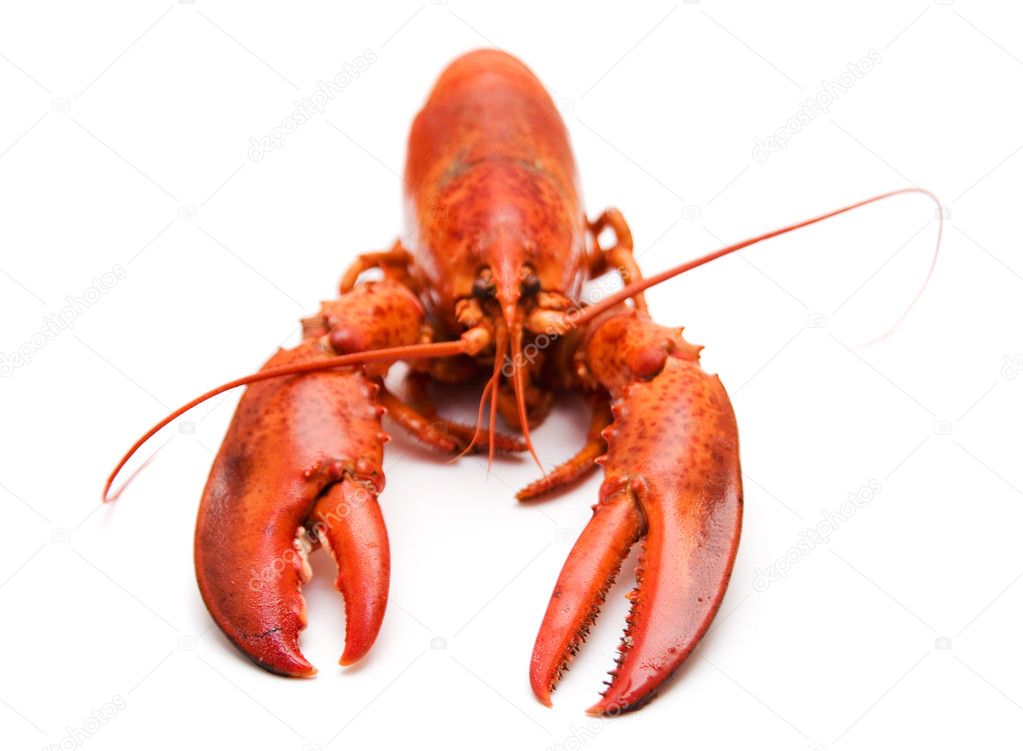 Lobster Stock Photo by ©Alexstar 1209002
