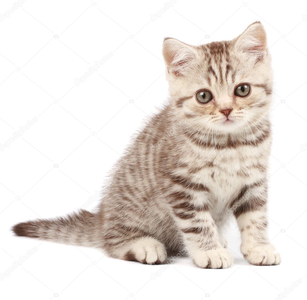 katje — Stockfoto © kipuxa #1223954