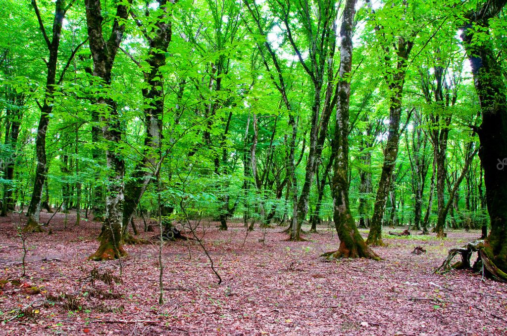 Nature concept - Green forest — Stock Photo © Elnur_ #2604014