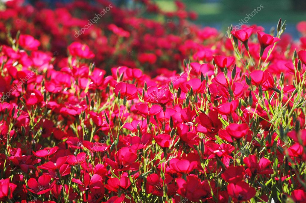 Red flowers — Stock Photo © Elnur_ #2654370