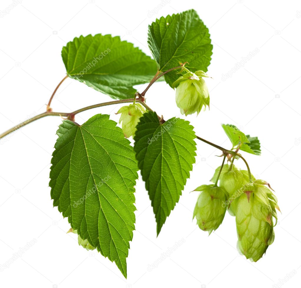 Hop isolated on white background — Stock Photo © Irochka #1337179