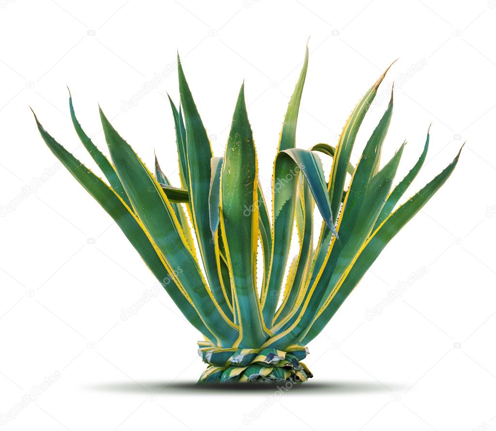 Agava — Stock Photo © Irochka #1337542