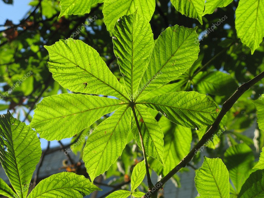Chestnut-tree leaves — Stock Photo © modulor26 #1270182