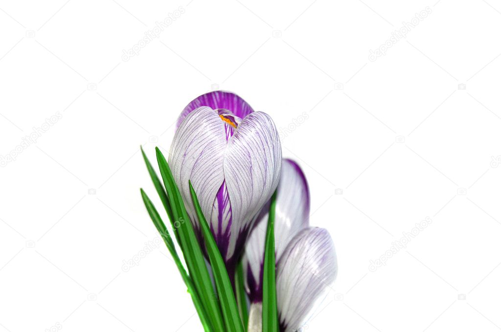 Exotic flower isolate — Stock Photo © ok.nazarenko #1304104