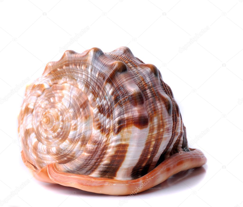 Shell on a white background Stock Photo by ©ok.nazarenko 2169065