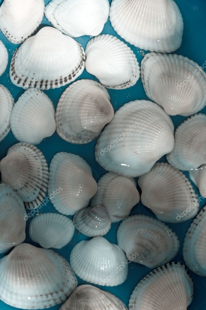 Cockle-shell Stock Photo by ©spotty 1251116