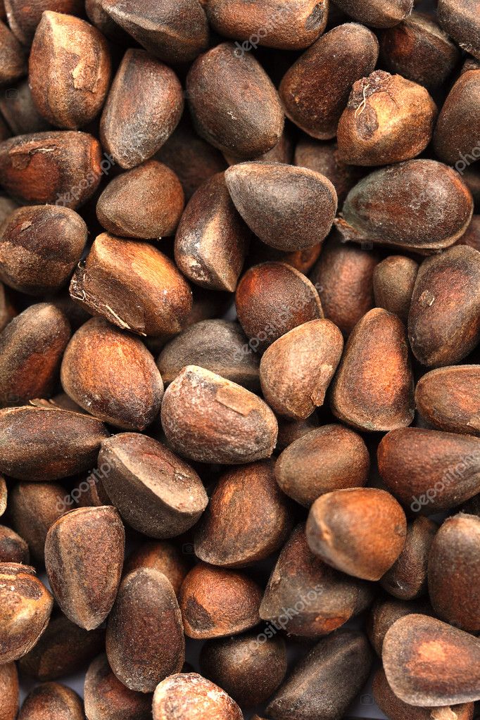 Siberian cedar nuts Stock Photo by ©NVladimir 1401481