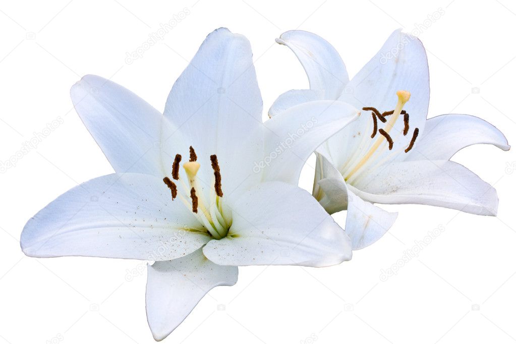 Two lily flowers — Stock Photo © Arti_Zav #1246974