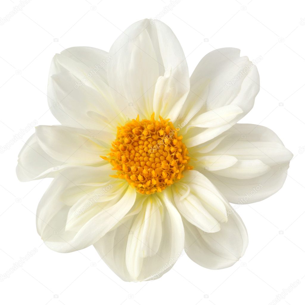 Flower of dahlia on white background — Stock Photo © ravnodenstvie #1761285