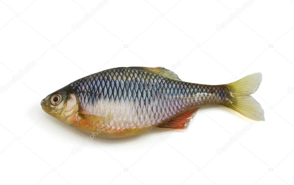 Fish on white background — Stock Photo © Soyka564 #1252947