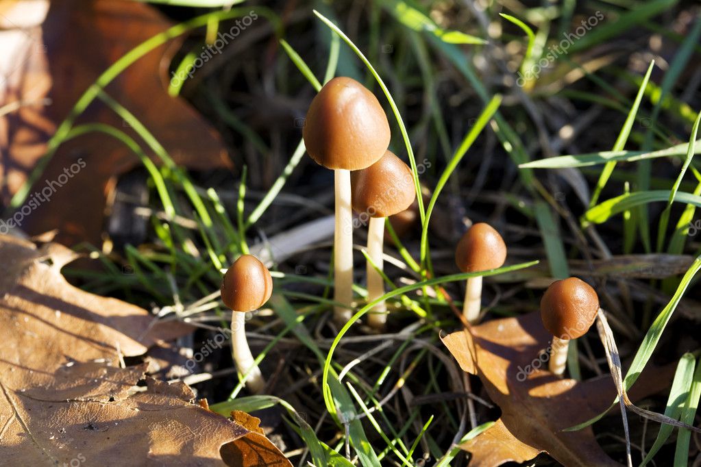 Wild mushrooms — Stock Photo © klenova #1254647