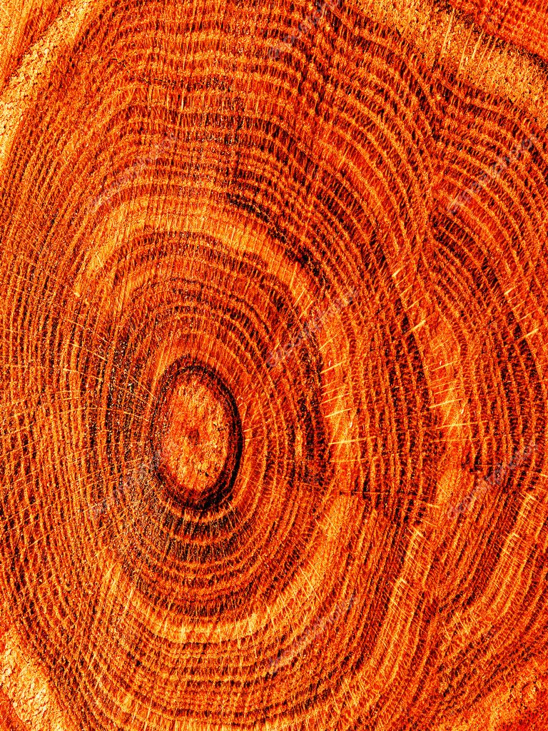 Textures tree oak — Stock Photo © Olegusk #1254894