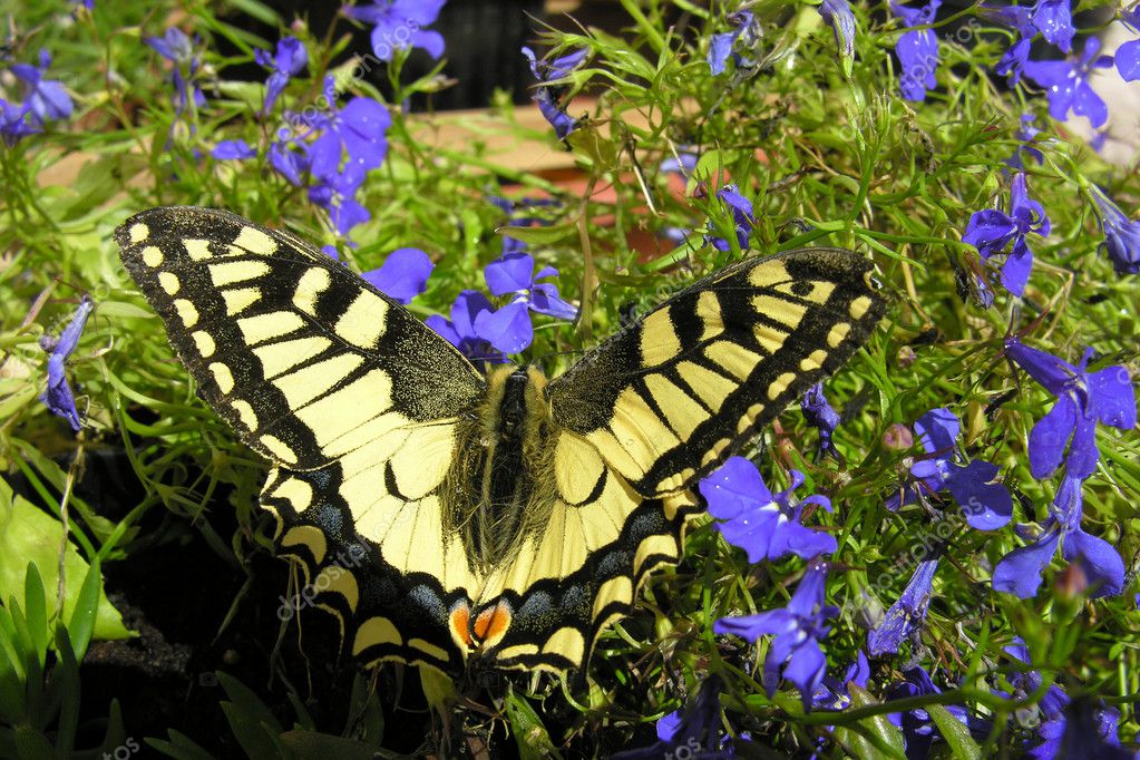 Yellow Butterfly, Dolomites, Italy, June — Stock Photo © jovannig #1256185