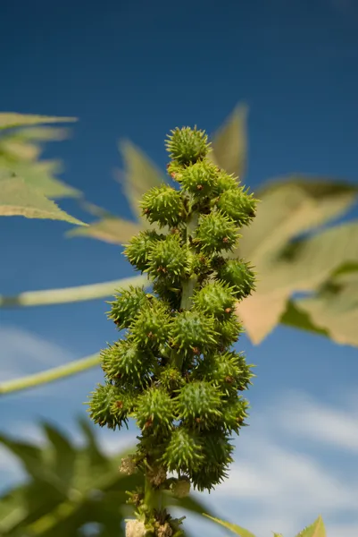 Castor seed Images, Royalty-free Stock Castor seed Photos & Pictures ...