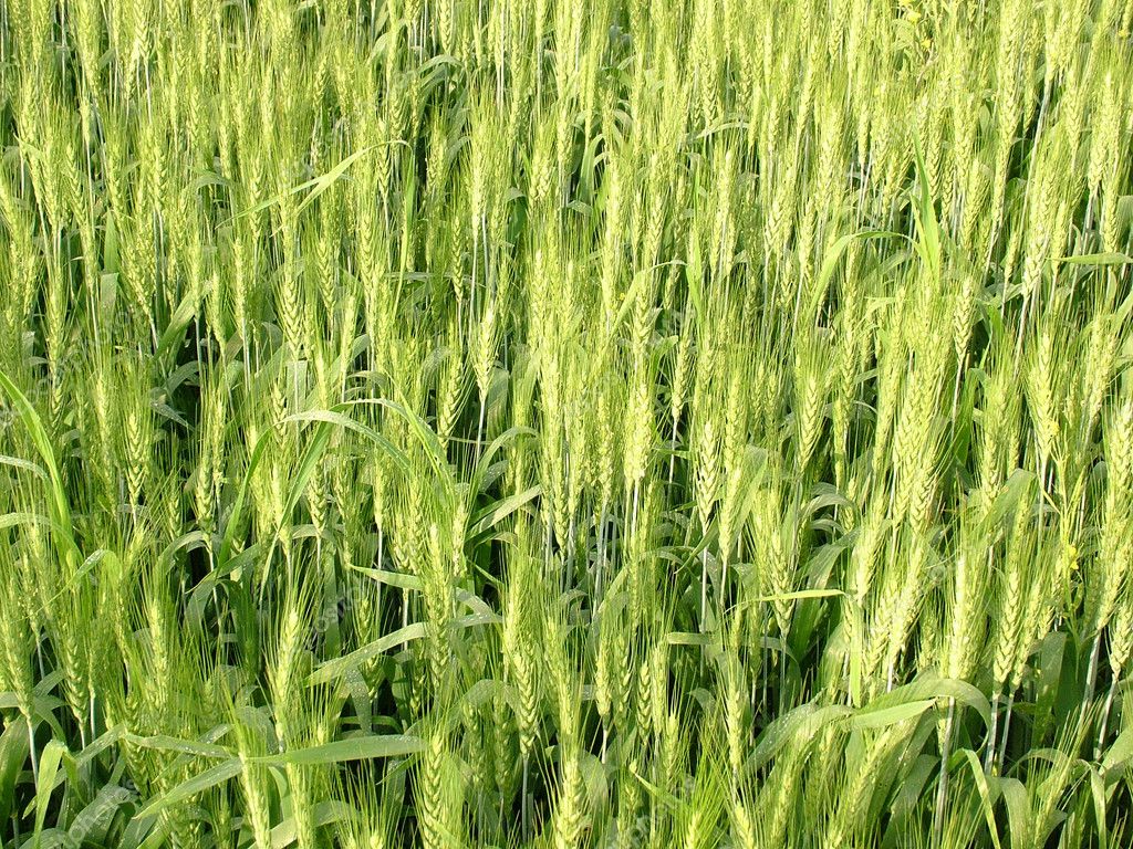 Paddy — Stock Photo © ARTEKI #1354696