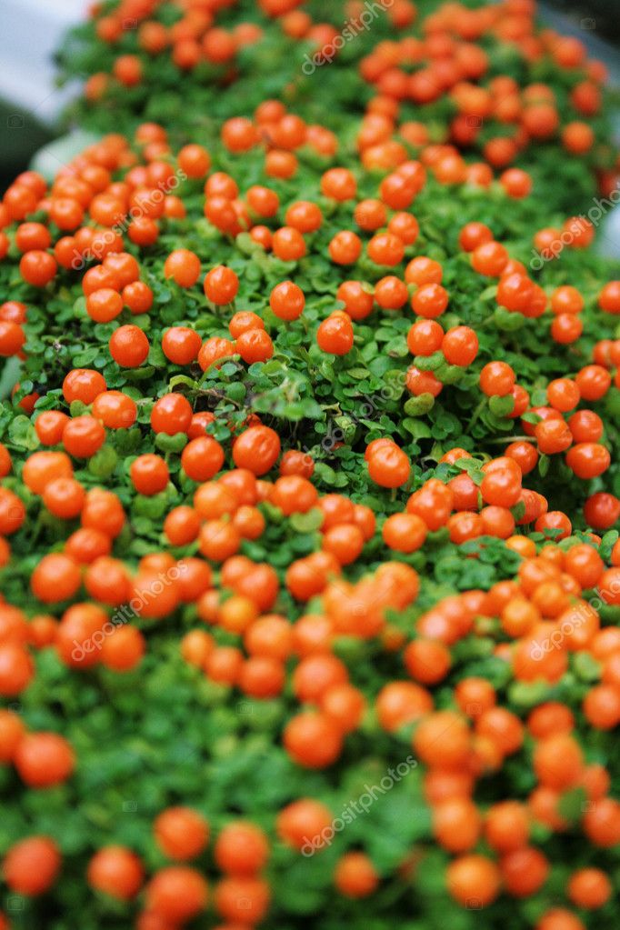 Little Orange Bush — Stock Photo © Talitas #1575806