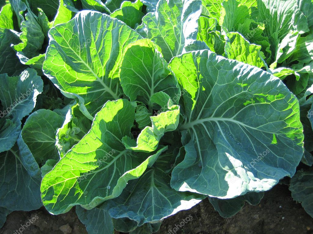 Pictures Of Young Cabbage Plants at Mason Duckworth blog