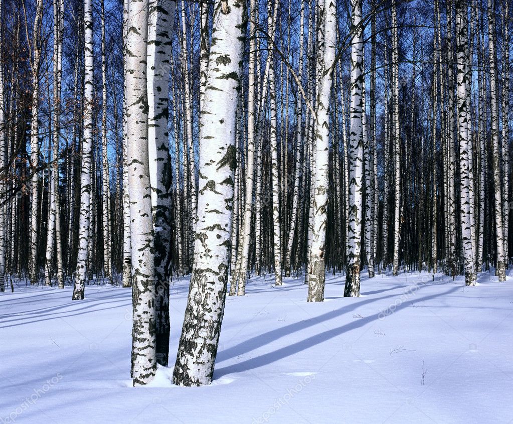 Winter snow birch forest, horizontal Stock Photo by ©katsyka 2604463