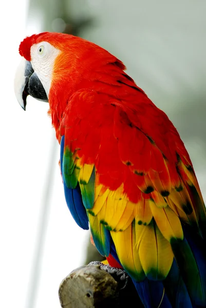 Red macaw bird isolated - Stock Image - Everypixel