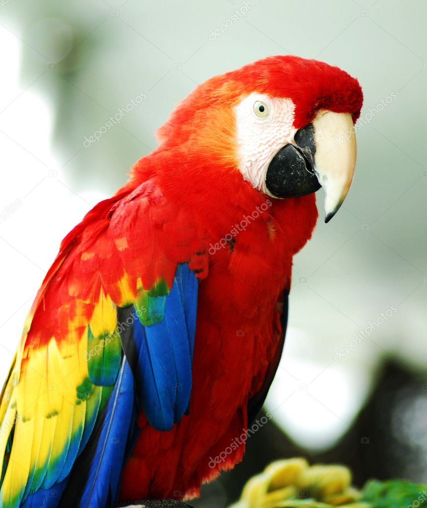 Golden Red Macaw Bird isolated — Stock Photo © Nikonite #1316593