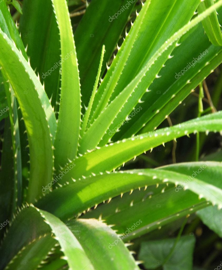 Aloe Succulent — Stock Photo © Nikonite #1331594